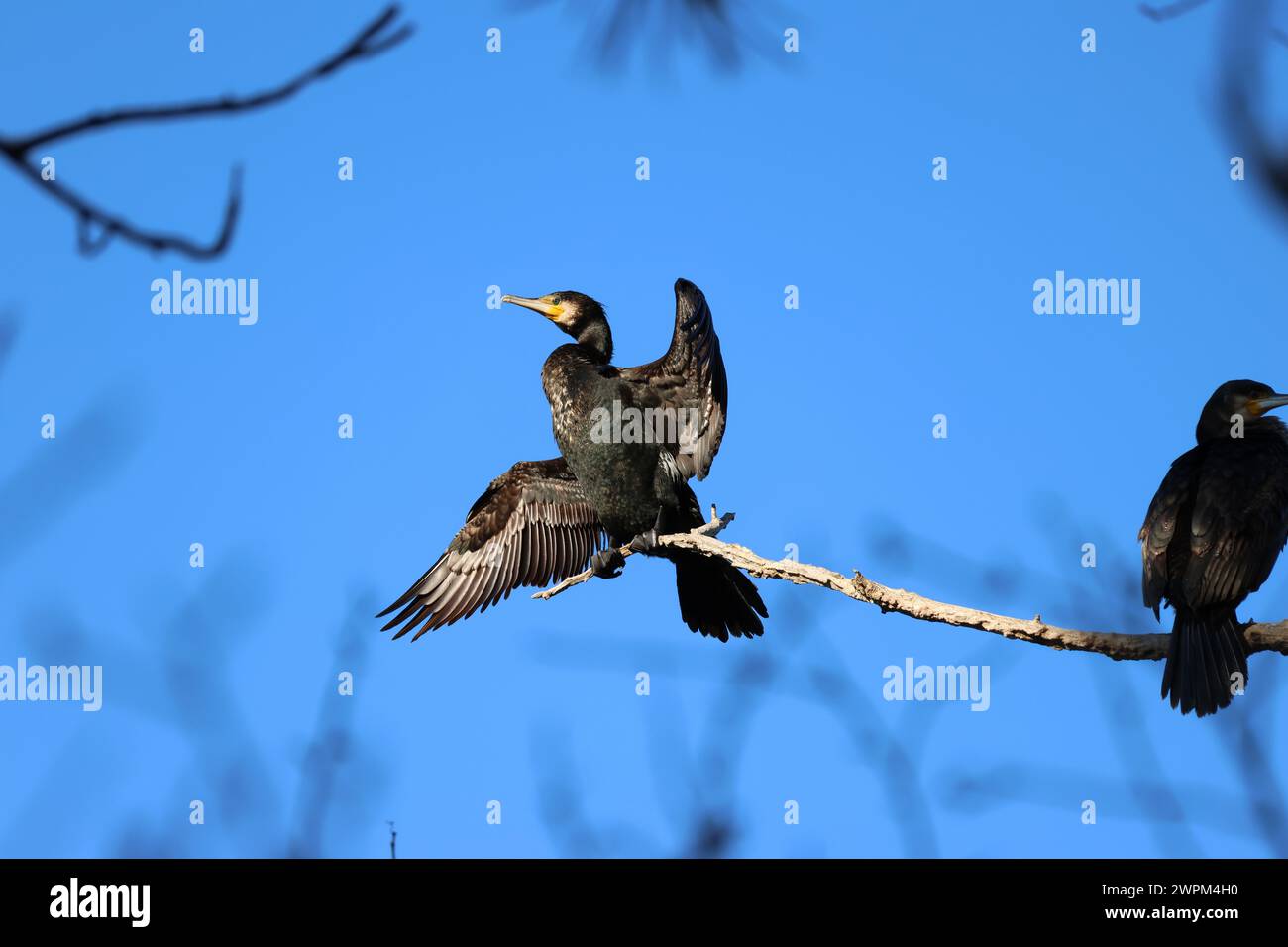 Cormorant sunbathing hi-res stock photography and images - Alamy