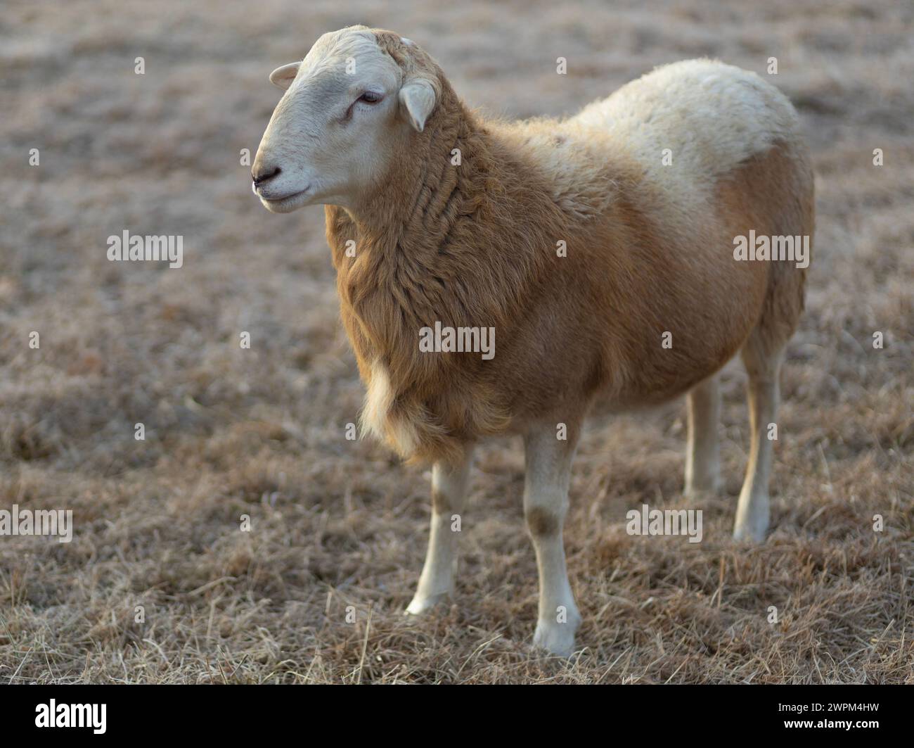 Katahding sheep ram that is relatively young on a rotational grazing ...