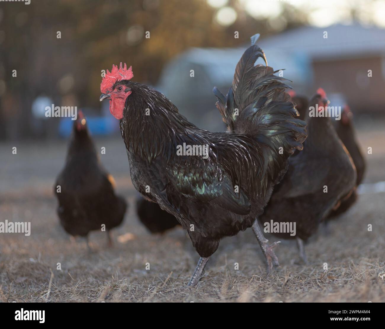 Free ranging Australorp male chicken pacing back and forth to guard his ...