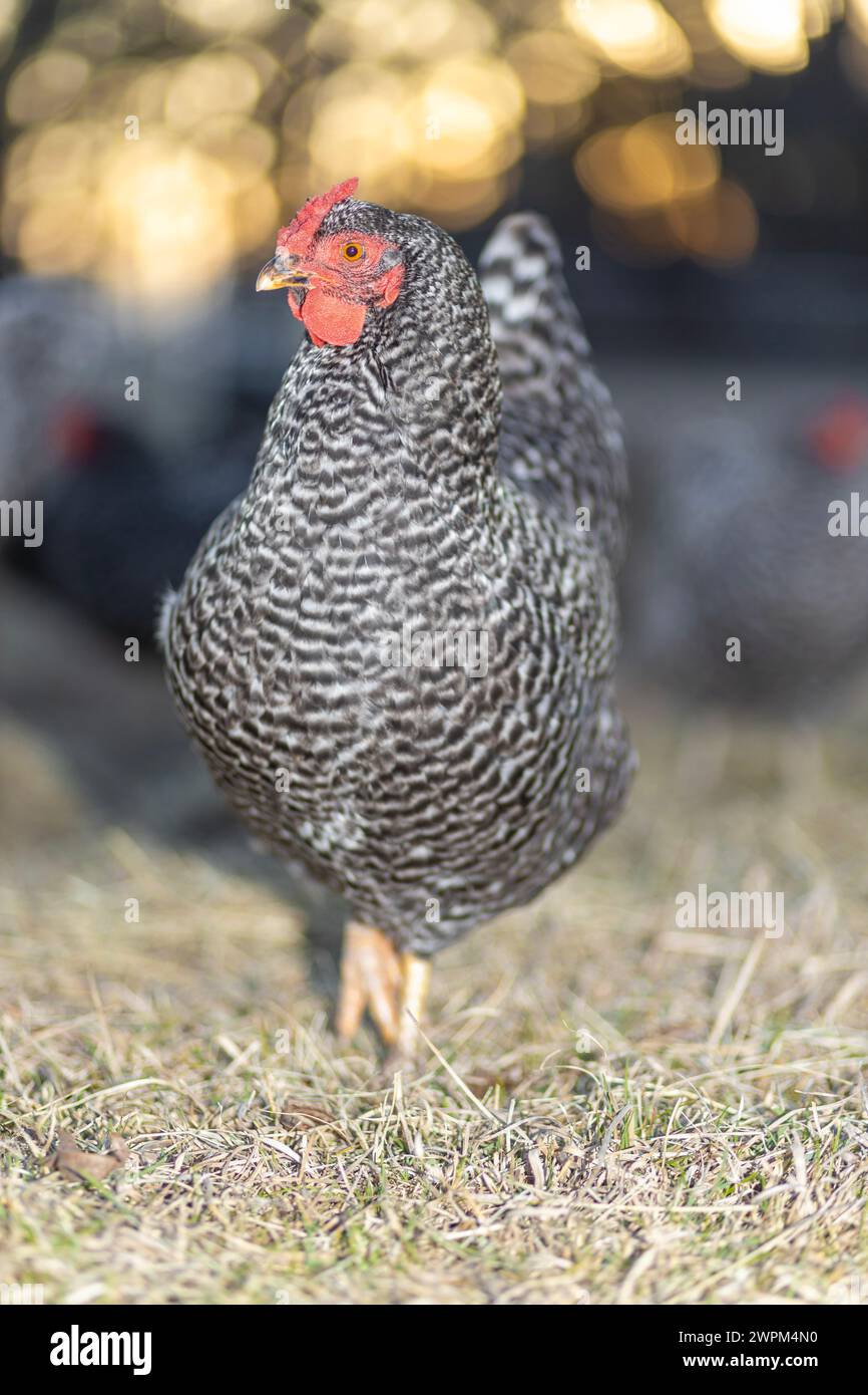 Free range black and white chicken hen with the sun low on the horizon ...