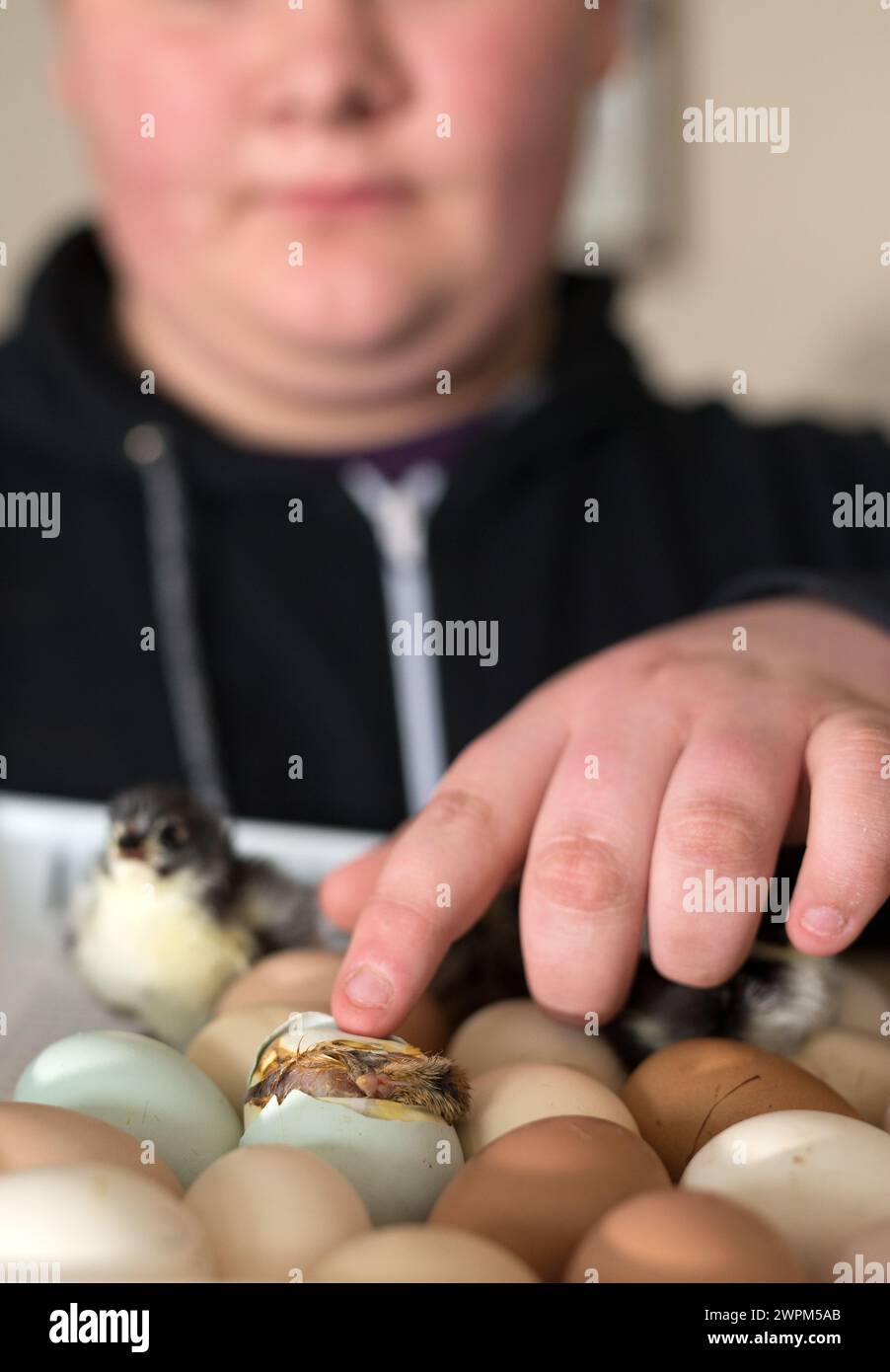 23/03/16 Zak Byra watches as a rare breed chicks hatches. Full story ...