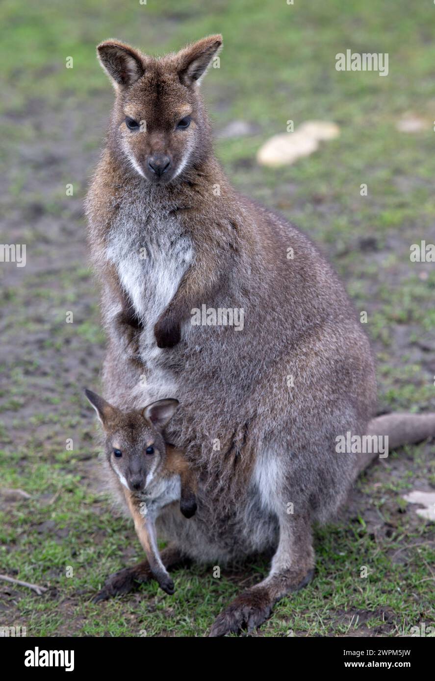 13/04/16 Wallaby with young joey emerging form its pouch. Spring is in the air at a wildlife ...