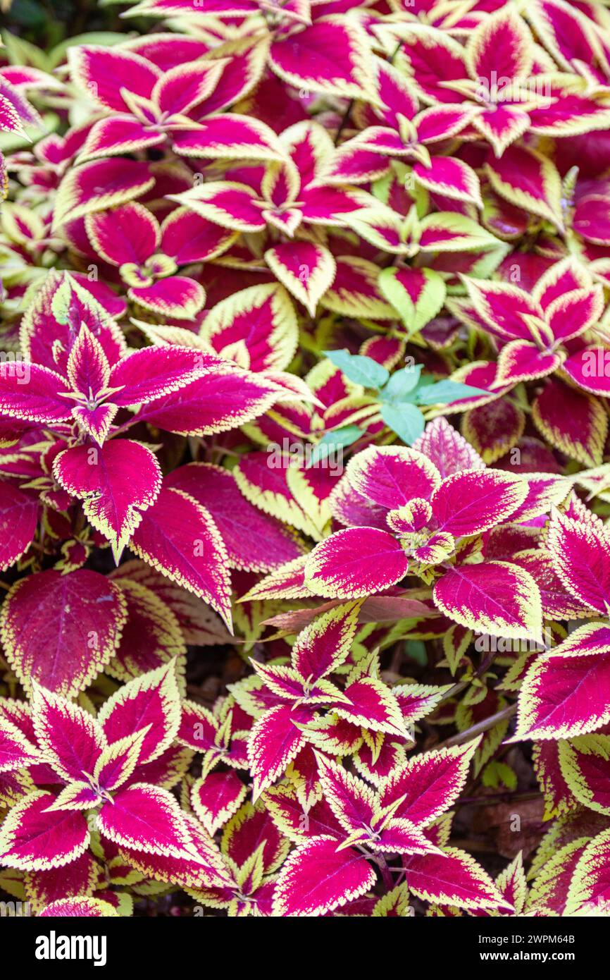 Flowers and plants for gardens and displays Stock Photo - Alamy