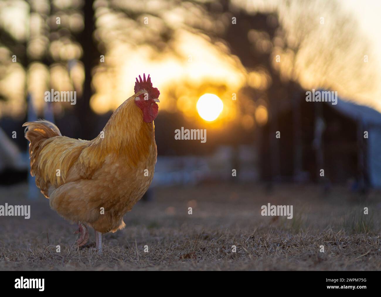 Sun rising on the horizon behind a free ranging buff Orpington chicken ...