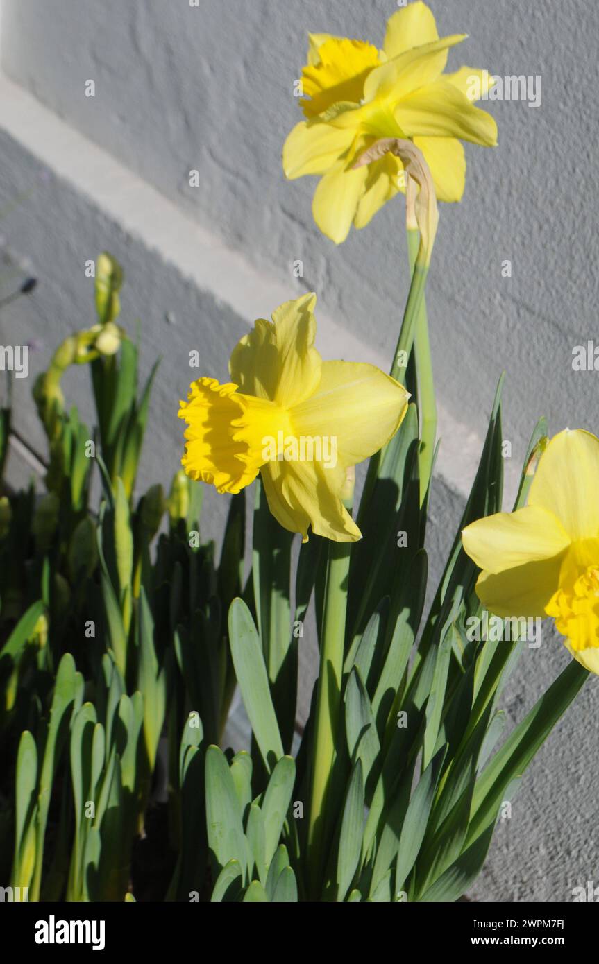 Copenhagen, Denmark /08 March 2024/.Daffodils flowers for sale in ...