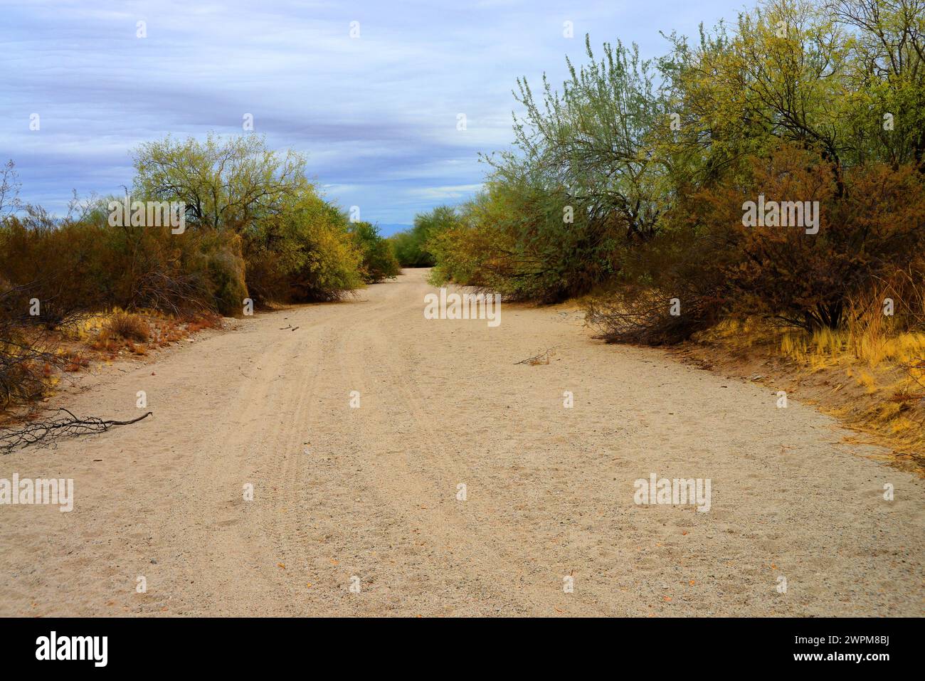 Arizona arroyo dry stream bed that provides a temporary drainage ...
