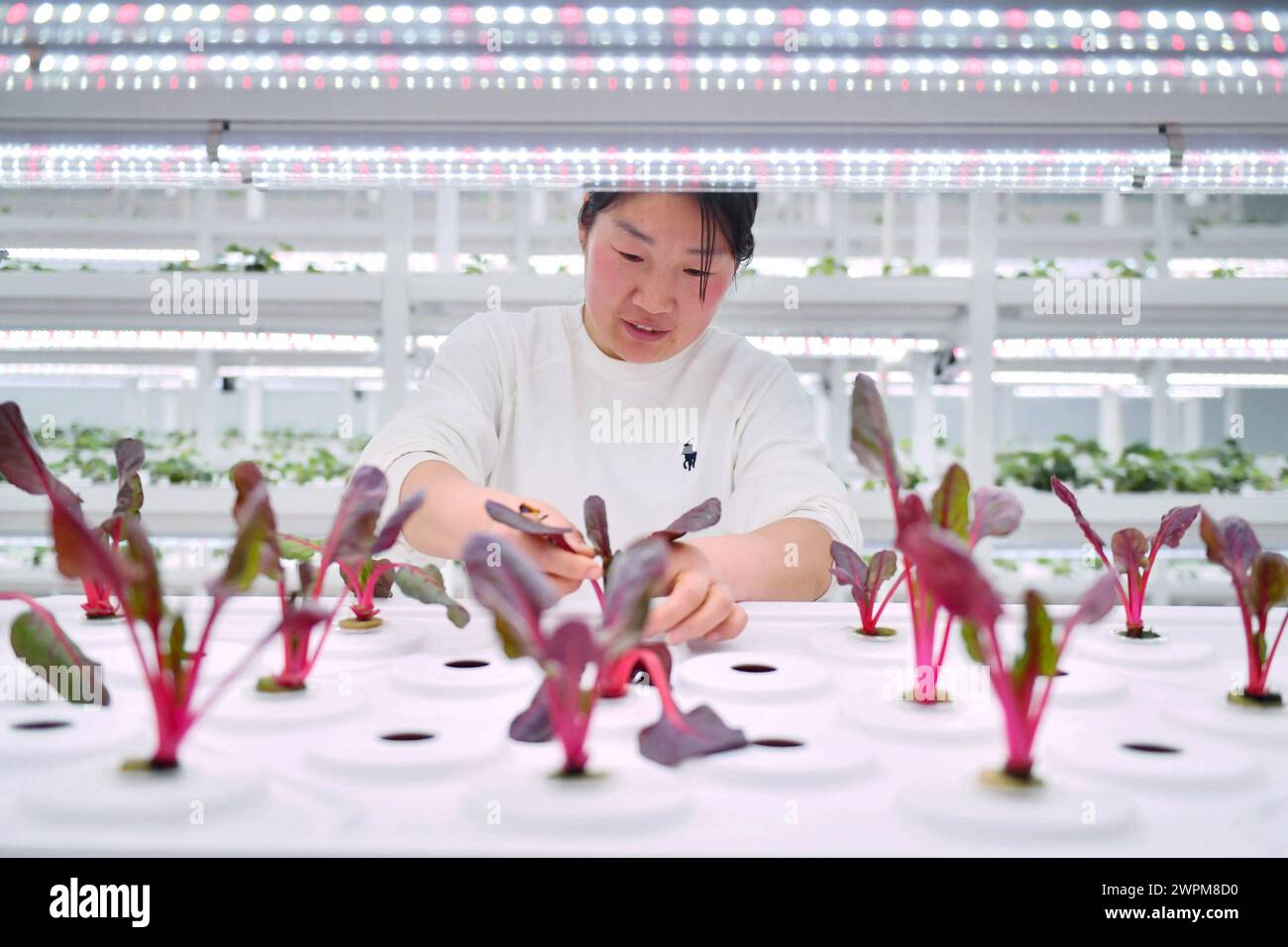 Guantao, China's Hebei Province. 8th Mar, 2024. A worker checks the ...