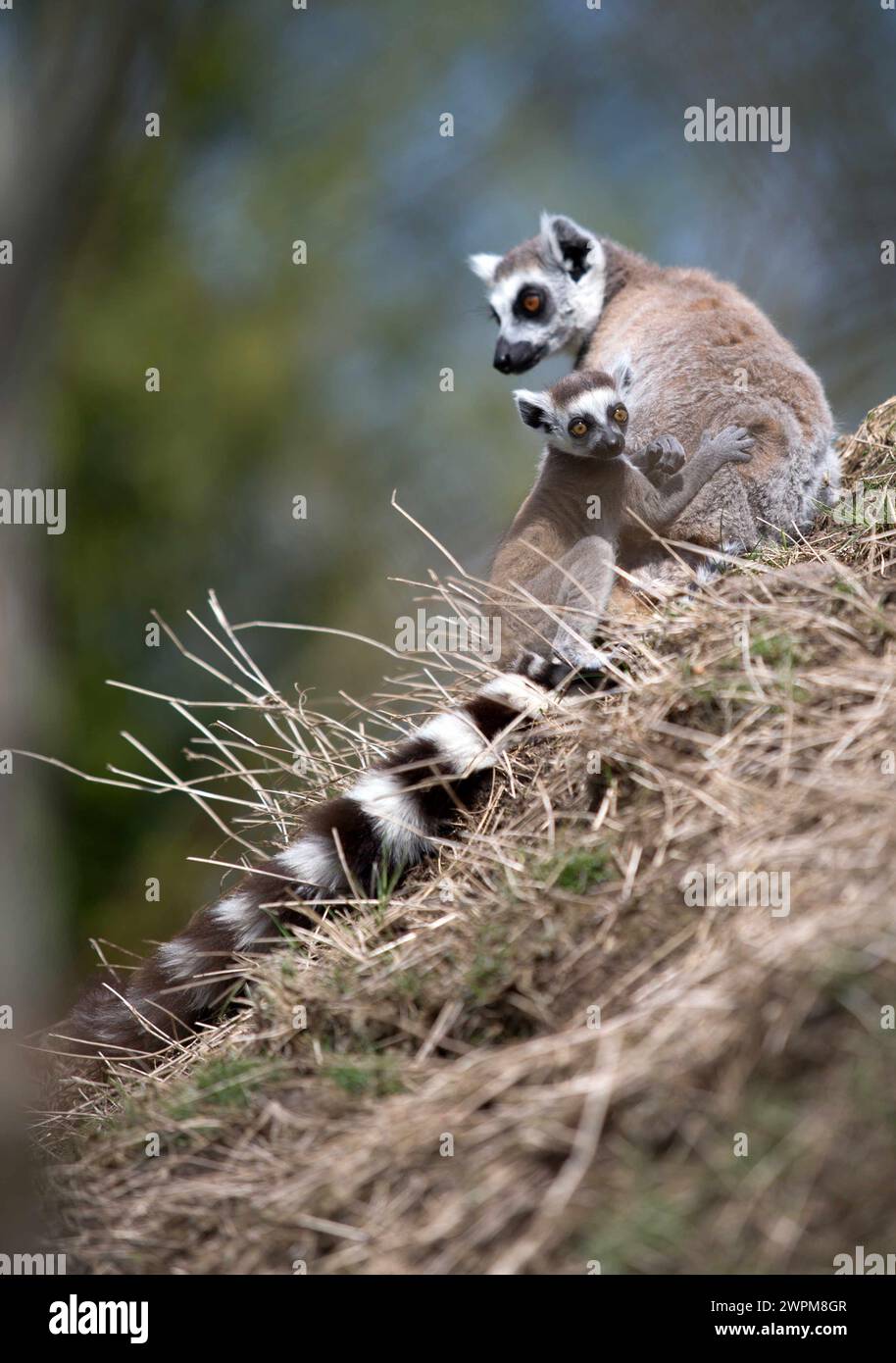 Please do not feed park wildlife hi-res stock photography and images ...