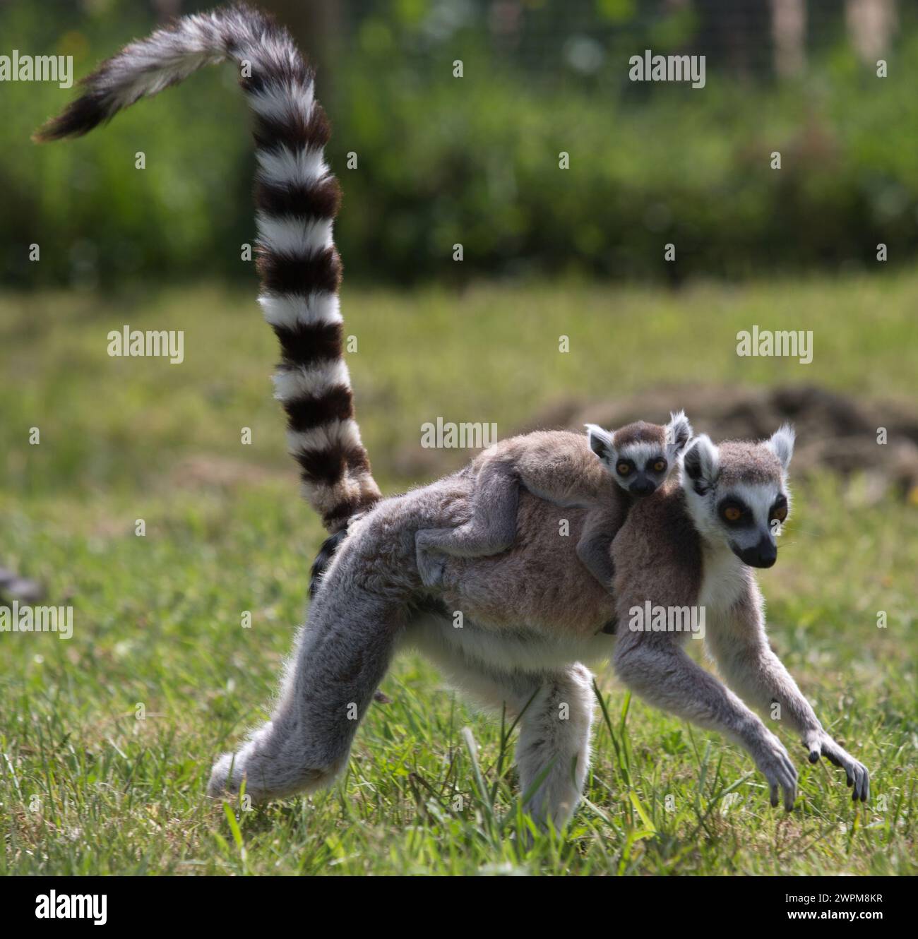 16/05/16 "I think I'll just cling on to mum as tight as I can..." Three baby ring-tail lemurs ...