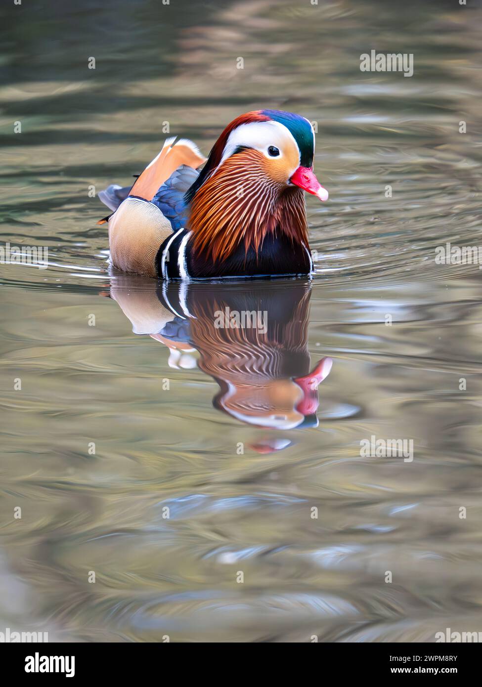 Mandarin duck swimming on a lake hi-res stock photography and images ...