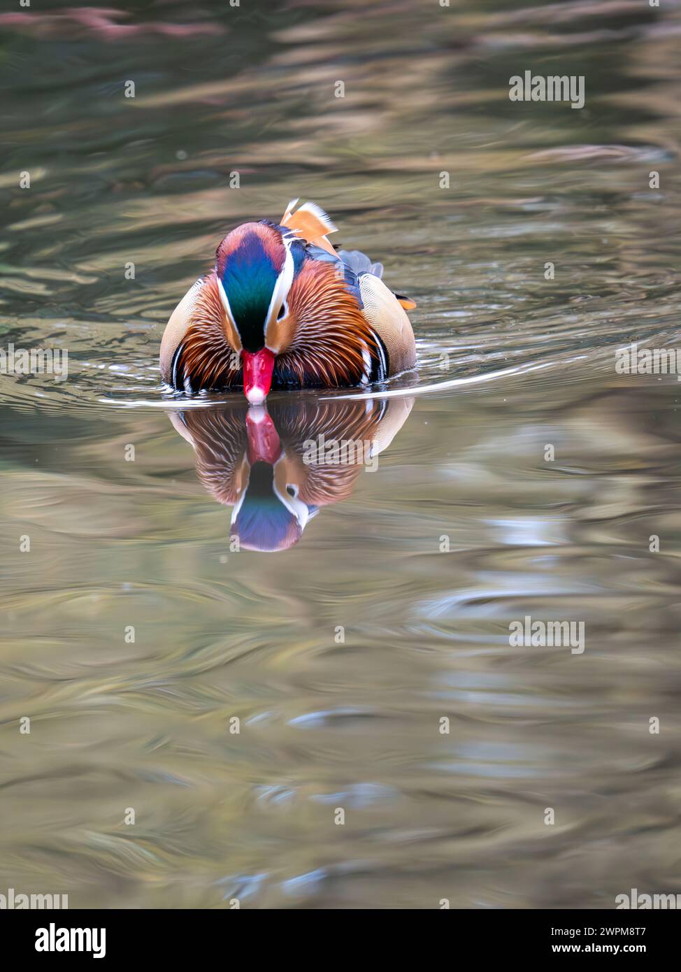 Mandarin duck swimming on a lake hi-res stock photography and images ...