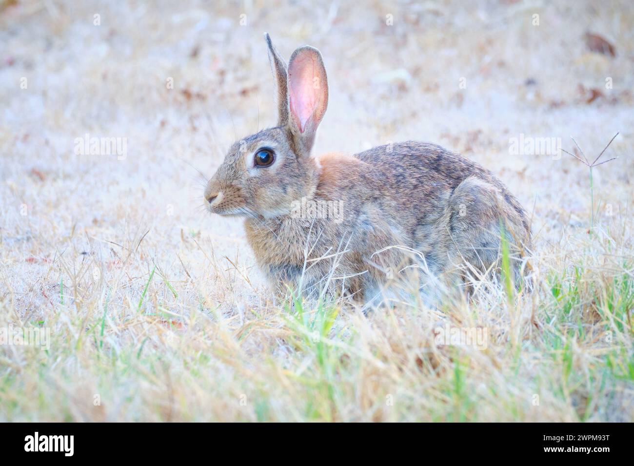 A feral rabbit, Oryctolagus cuniculus, sitting on dry grass in ...