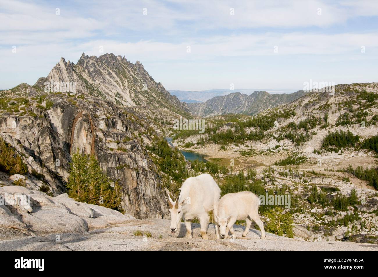Mountain goats Oreamnos americanus in the Enchantments Alpine Lakes ...
