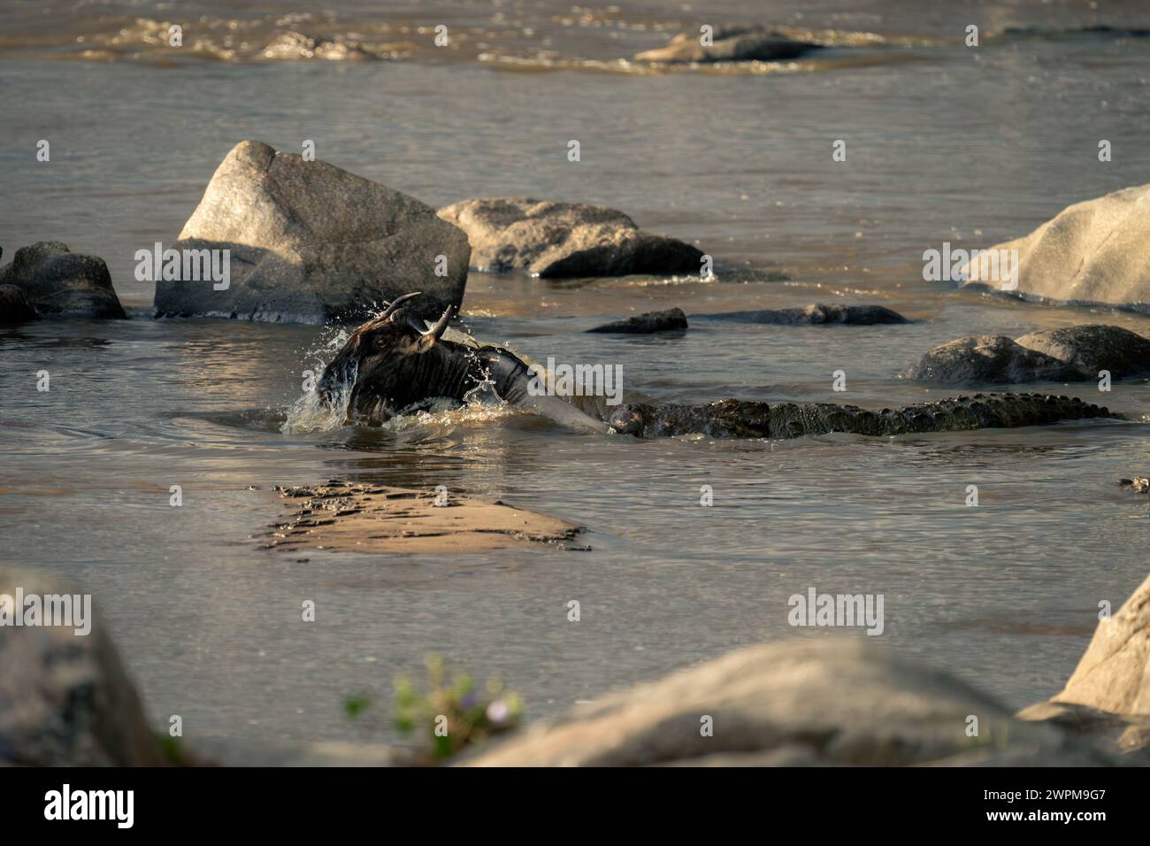 Nile crocodile struggles to catch blue wildebeest Stock Photo - Alamy