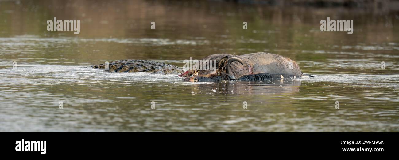 Panorama of Nile crocodile feeding on wildebeest Stock Photo - Alamy