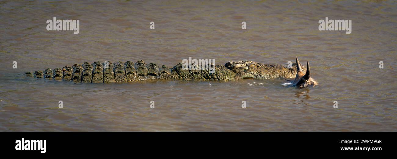 Panorama of Nile crocodile holding wildebeest calf Stock Photo - Alamy