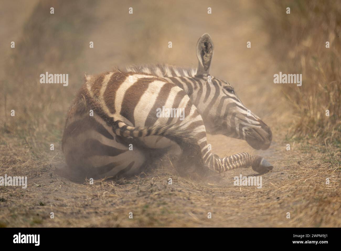 Plains zebra lies on ground lowering head Stock Photo - Alamy