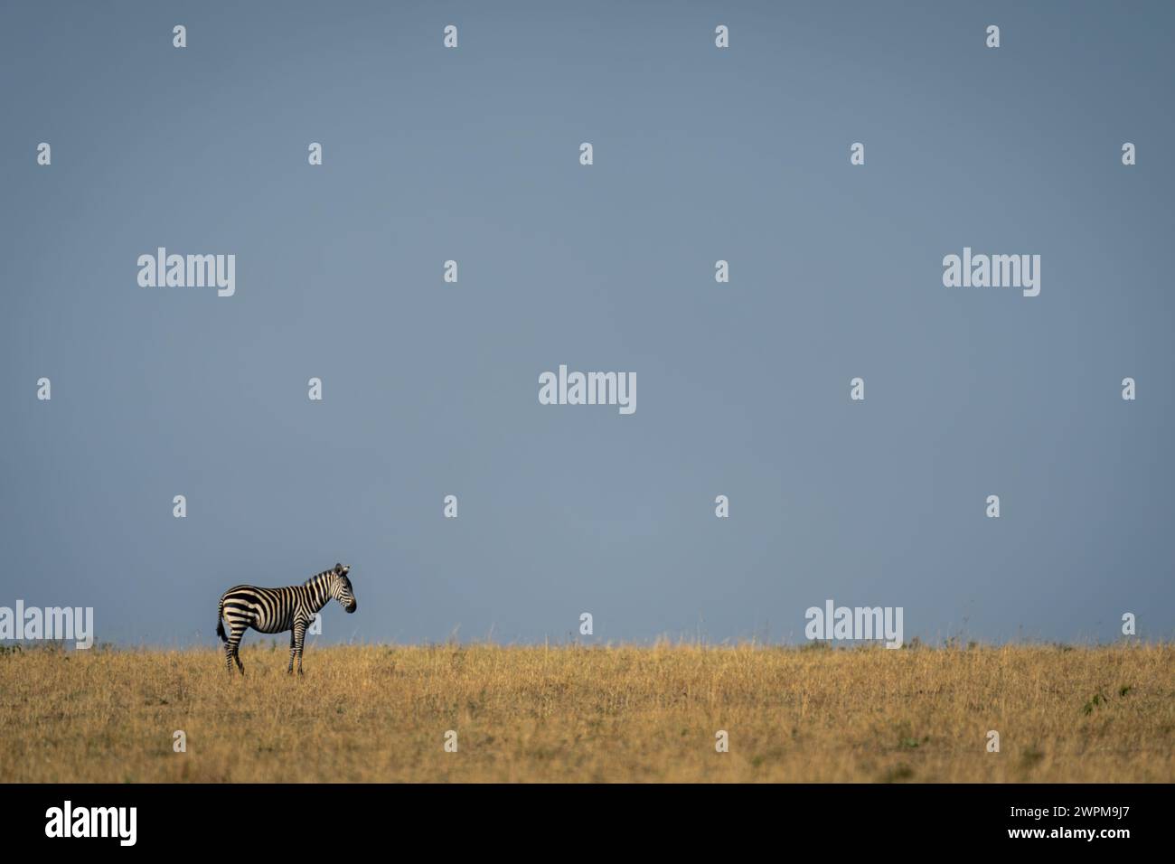 Plains zebra stands on horizon in savannah Stock Photo - Alamy