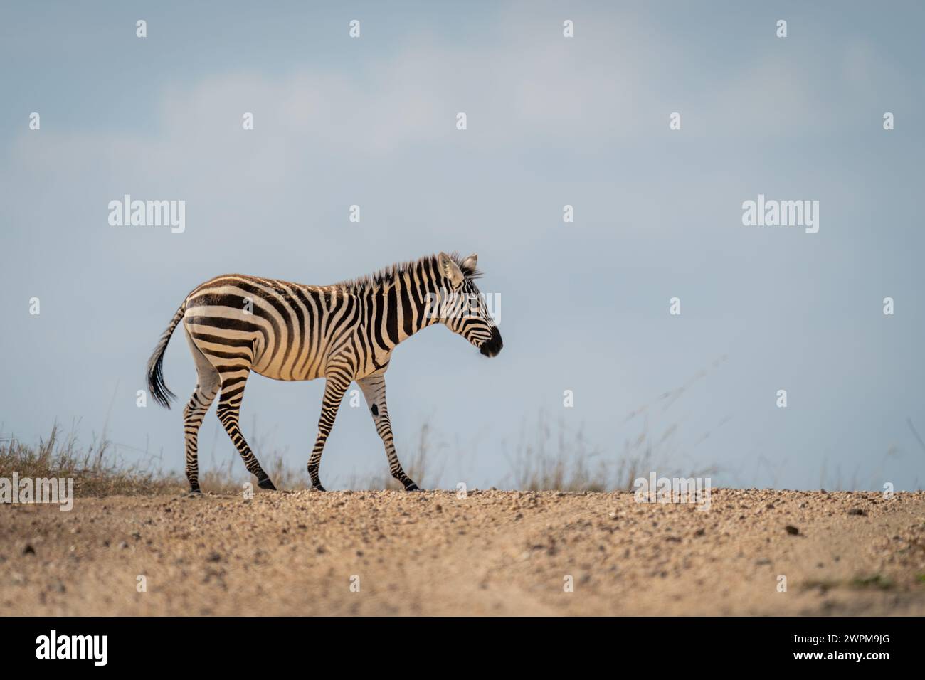 Plains zebra walks across track in sunshine Stock Photo - Alamy