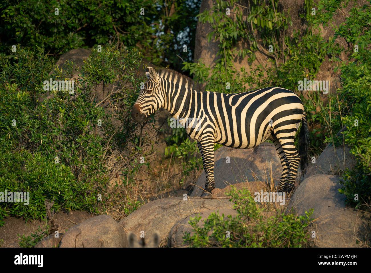 Plains zebra stands in profile on rocks Stock Photo - Alamy