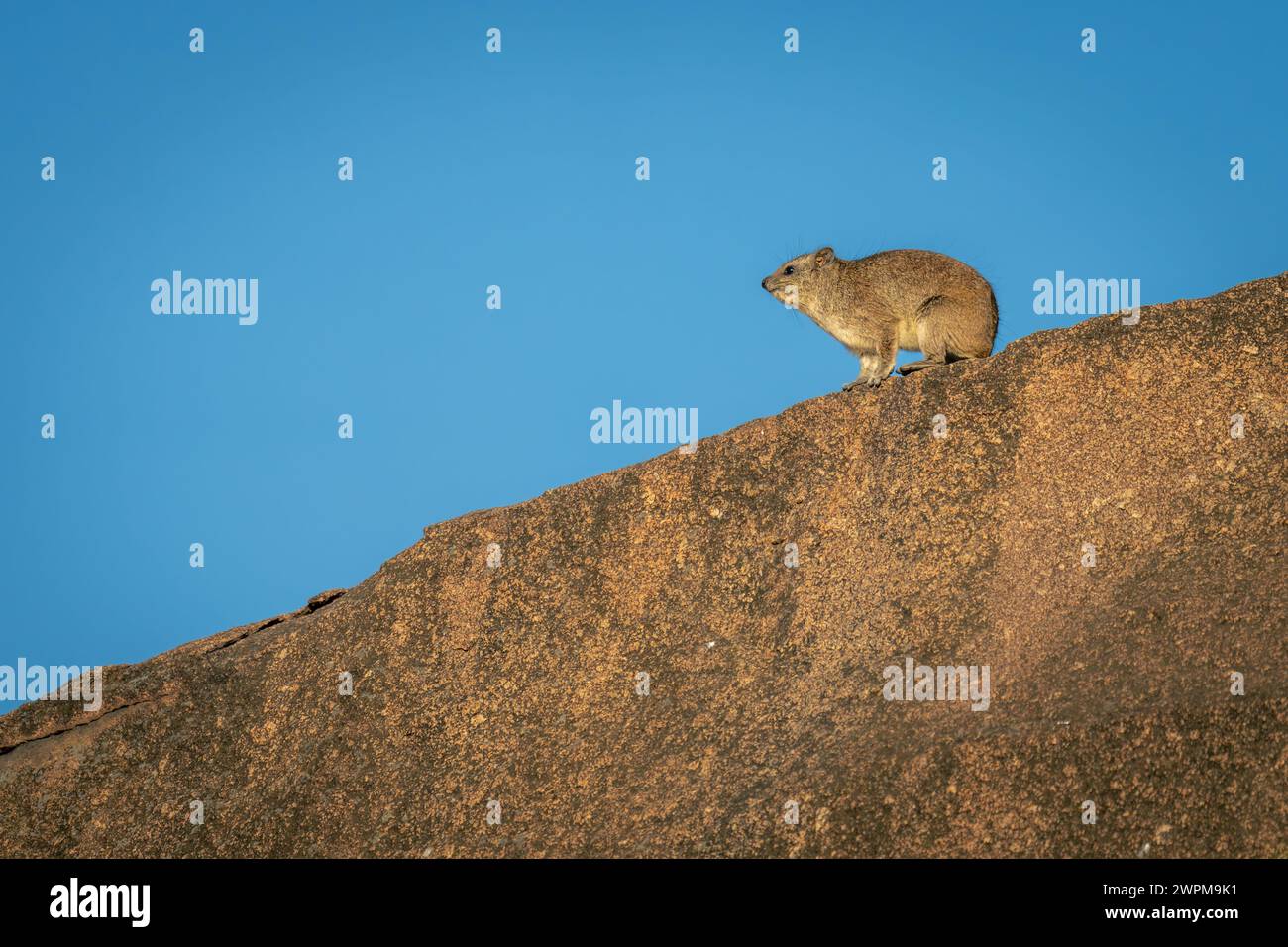 Rock hyrax lifts head on rocky outcrop Stock Photo - Alamy