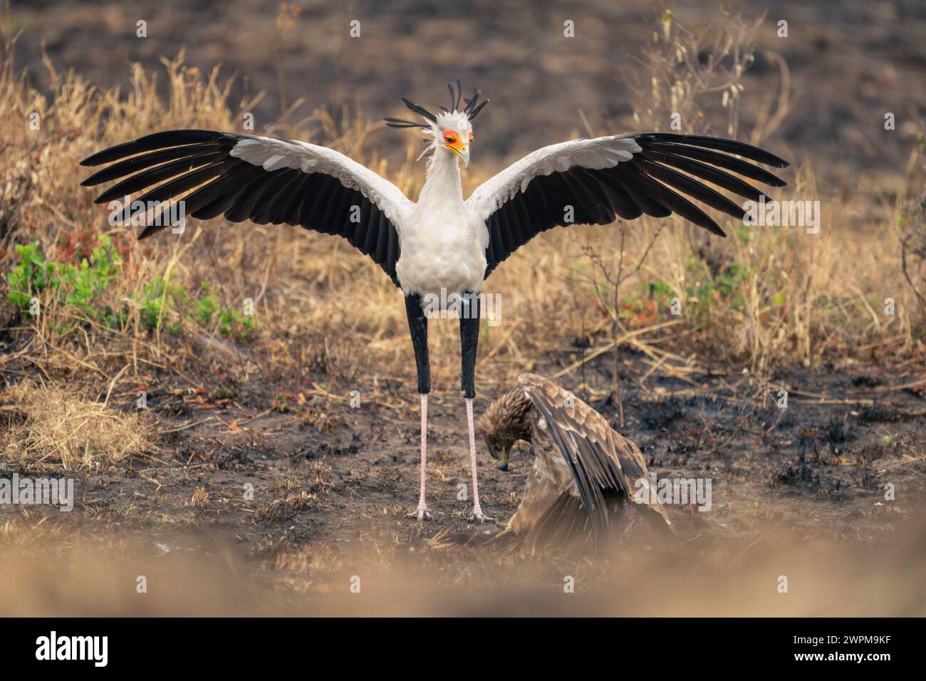 Secretary bird spreads wings over tawny eagle Stock Photo - Alamy