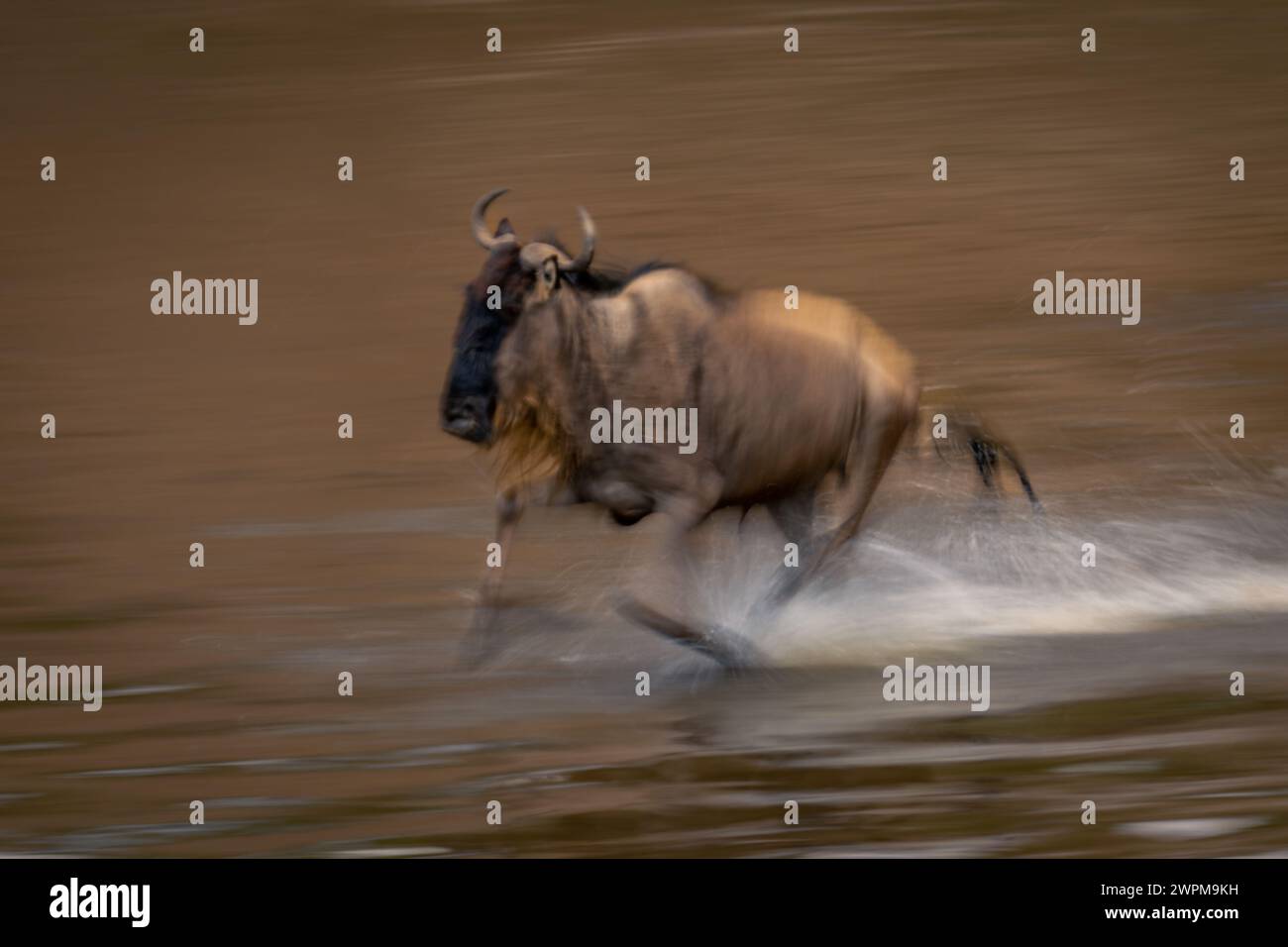 Wildebeest slow shutter speed hi-res stock photography and images - Alamy