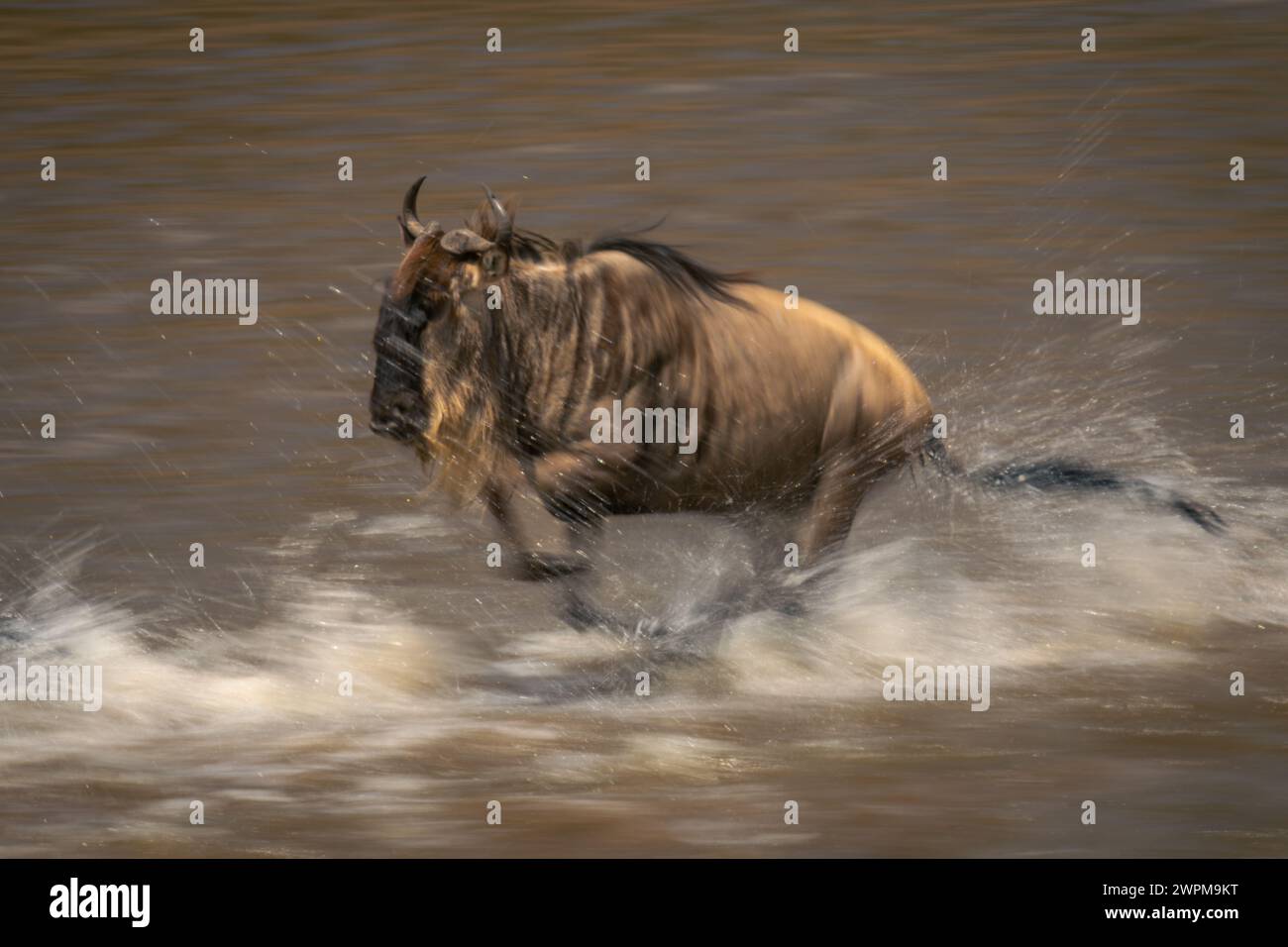 Wildebeest slow shutter speed hi-res stock photography and images - Alamy