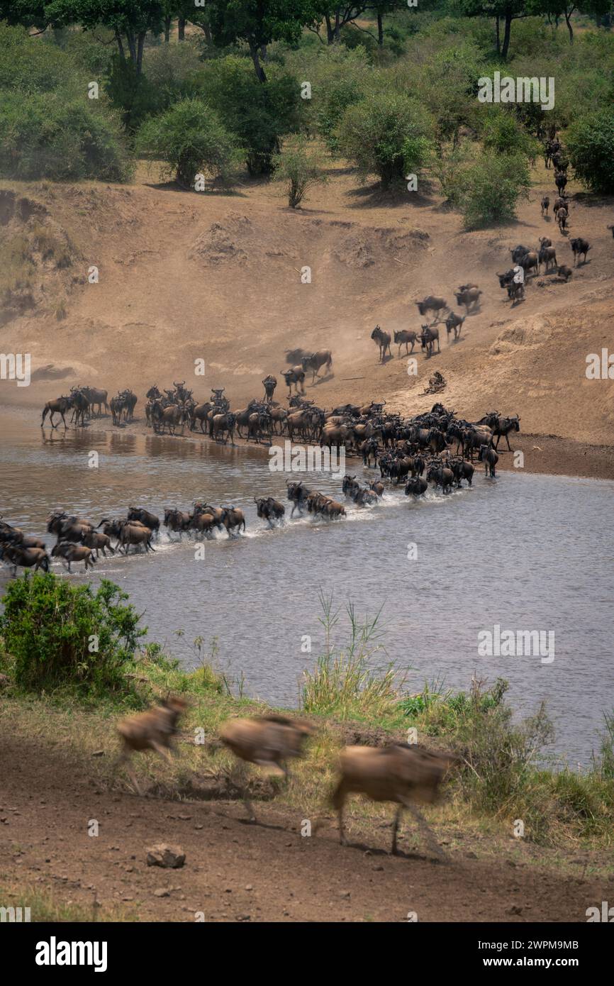 Wildebeest slow shutter speed hi-res stock photography and images - Alamy
