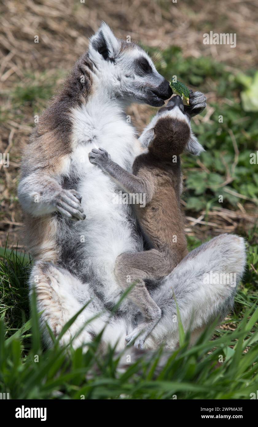 16/05/16 "Snack time!" Three baby ring-tail lemurs began climbing ...