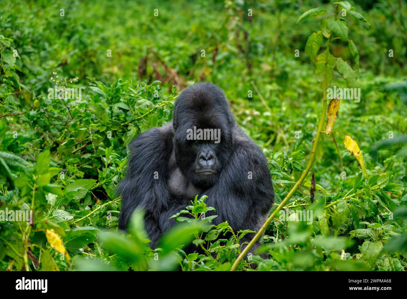 A Silverback mountain gorilla, a member of the Agasha family in the ...