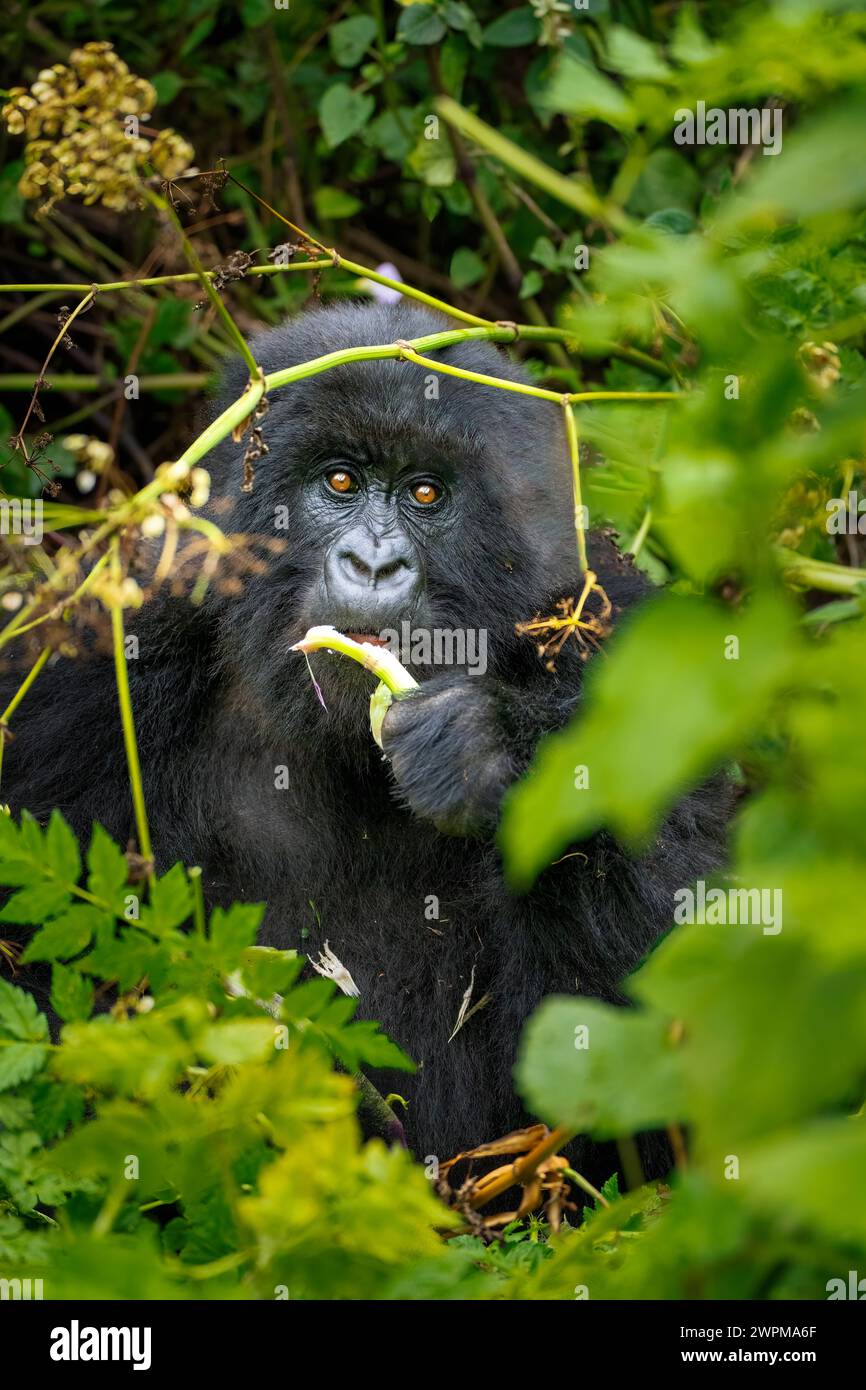 A mountain gorilla, a member of the Agasha family in the mountains of ...