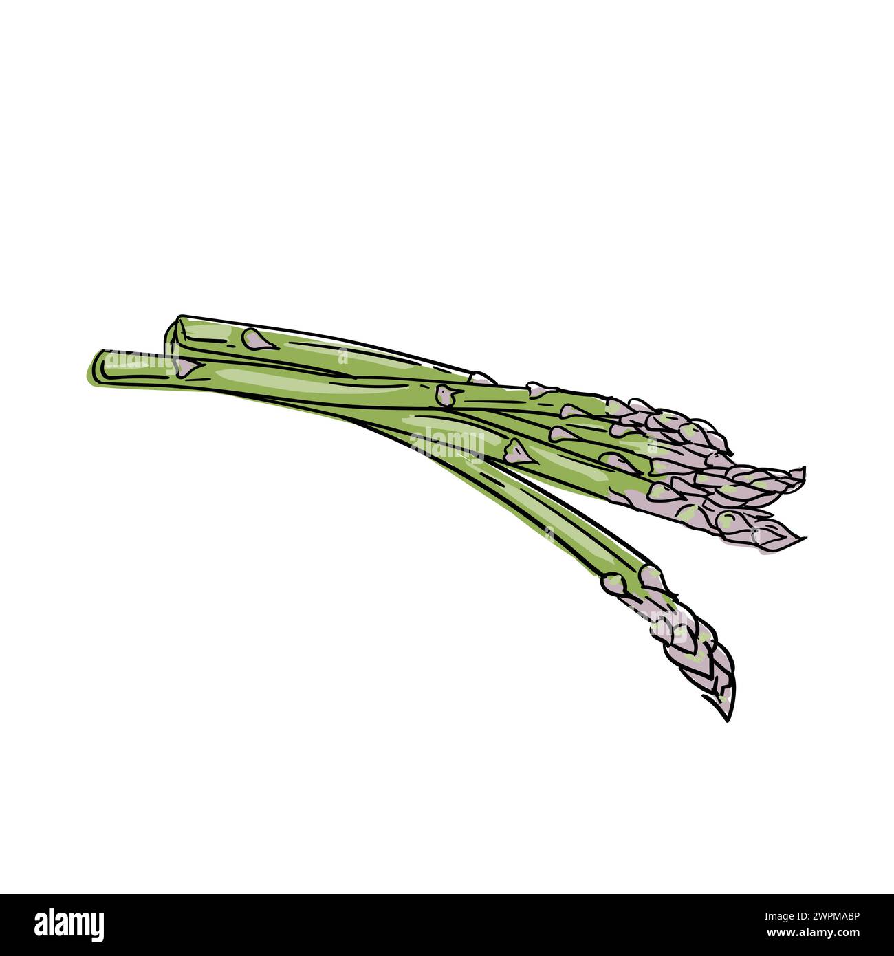 Asparagus. Ingredient for cooking. Bright vector hand drawn ...