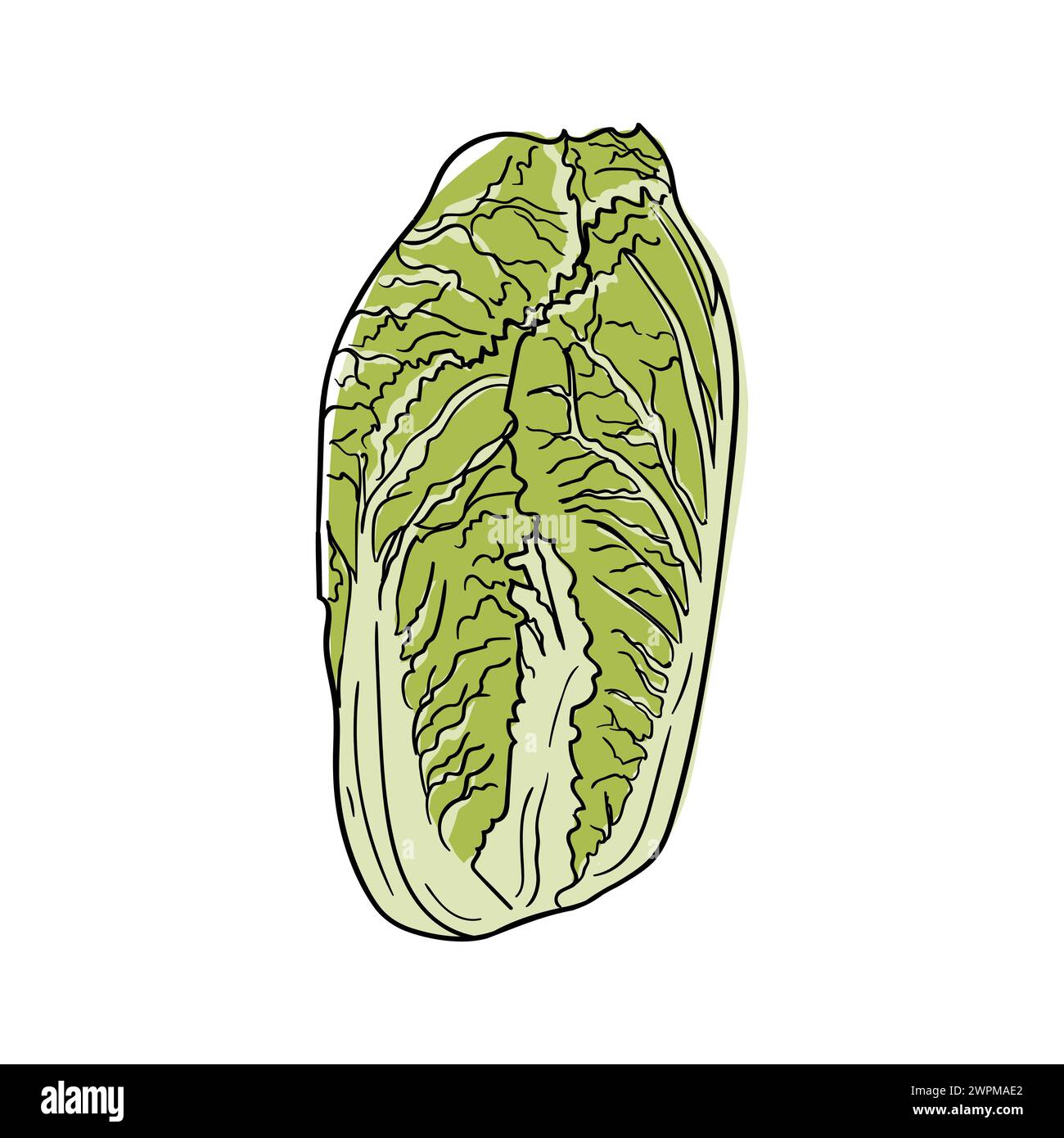 Chinese cabbage. Ingredient for cooking. Bright vector hand drawn ...