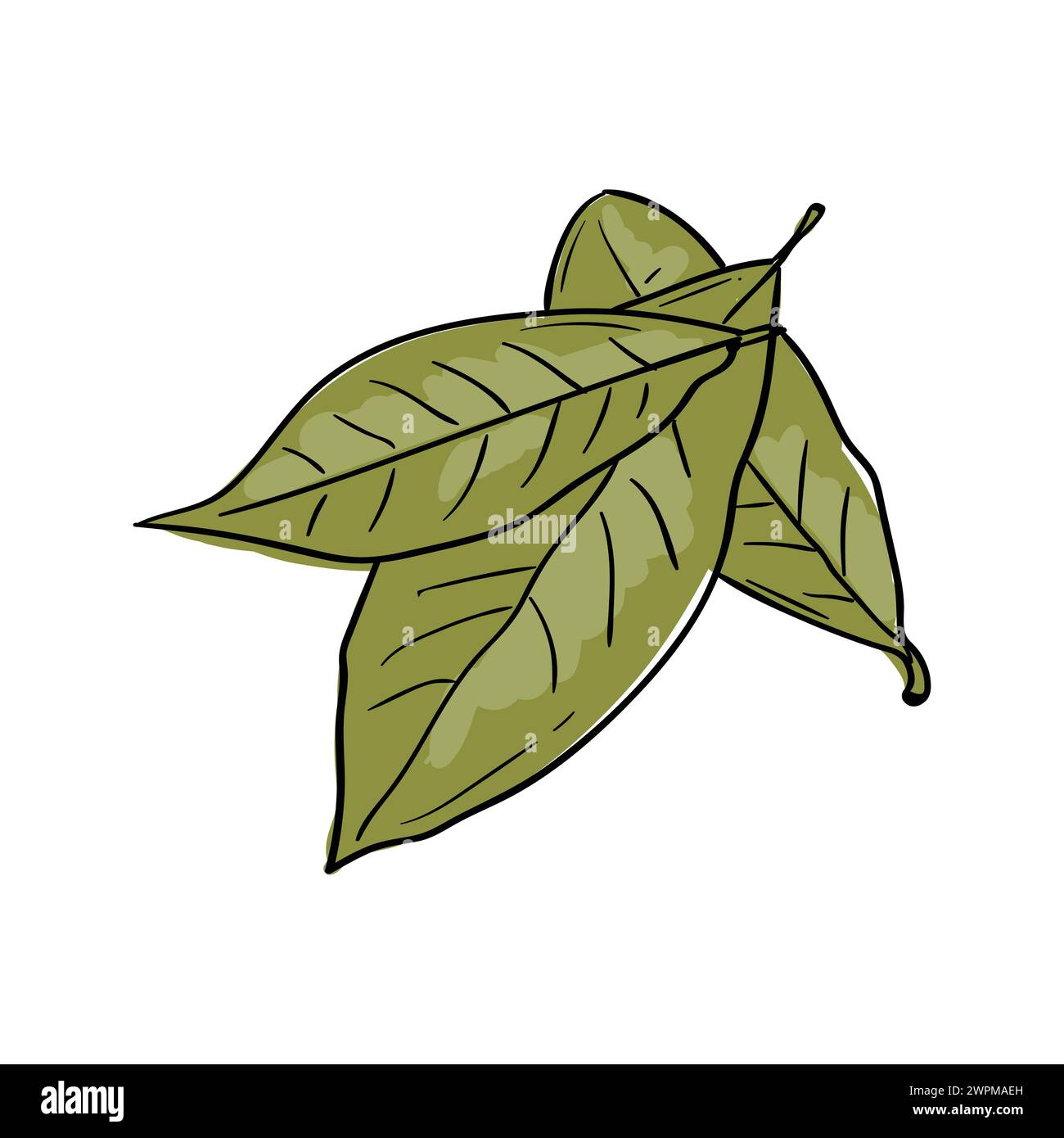 Bay leaf. Spice. Culinary ingredient. Bright hand drawn vector ... Bay leaf. Spice. Culinary ingredient. Bright hand drawn vector ...
