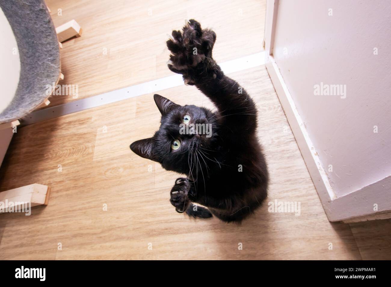 Grey tabby cat stretching hi-res stock photography and images - Alamy