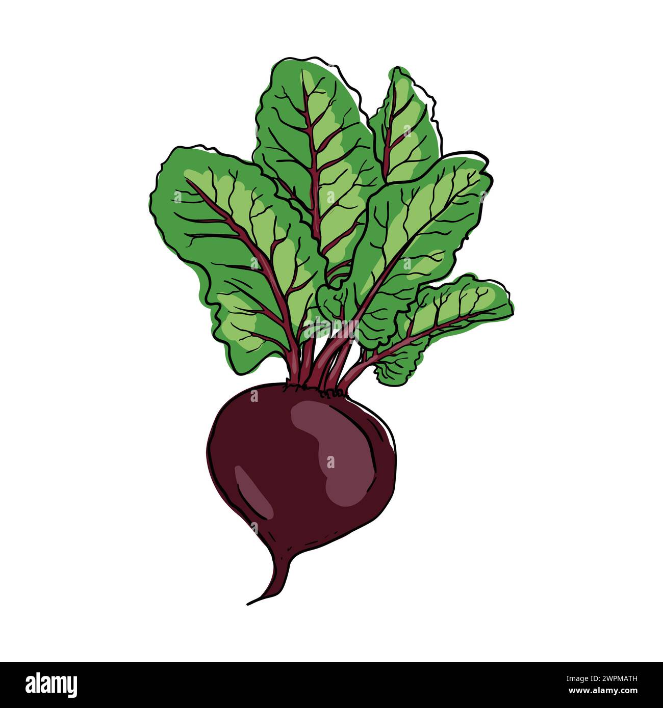 Beet. Ingredient for cooking. Bright vector hand drawn illustration ...