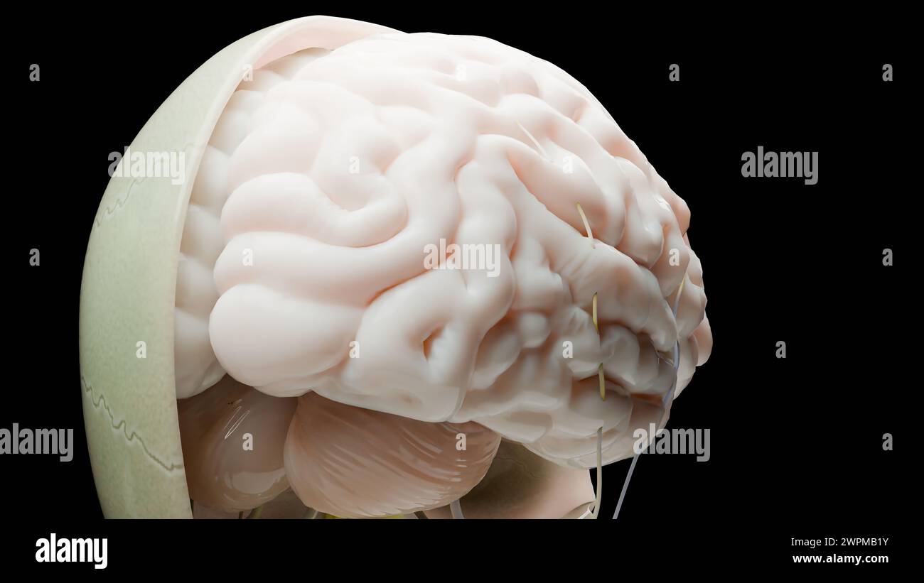 Human brain nervous system anatomy, medical diagram with ...