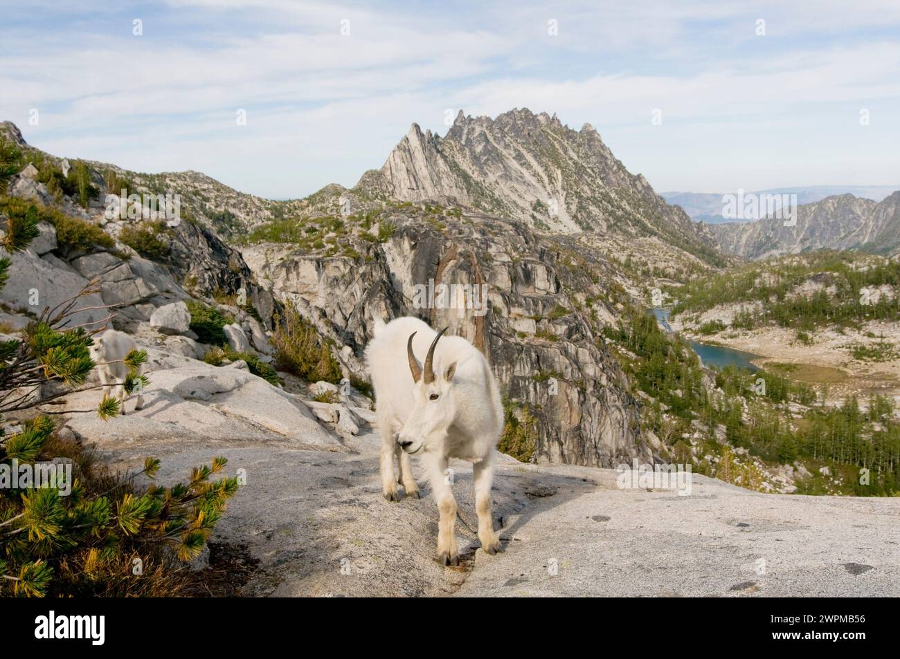 Washington state mountain goat oreamnos hi-res stock photography and ...
