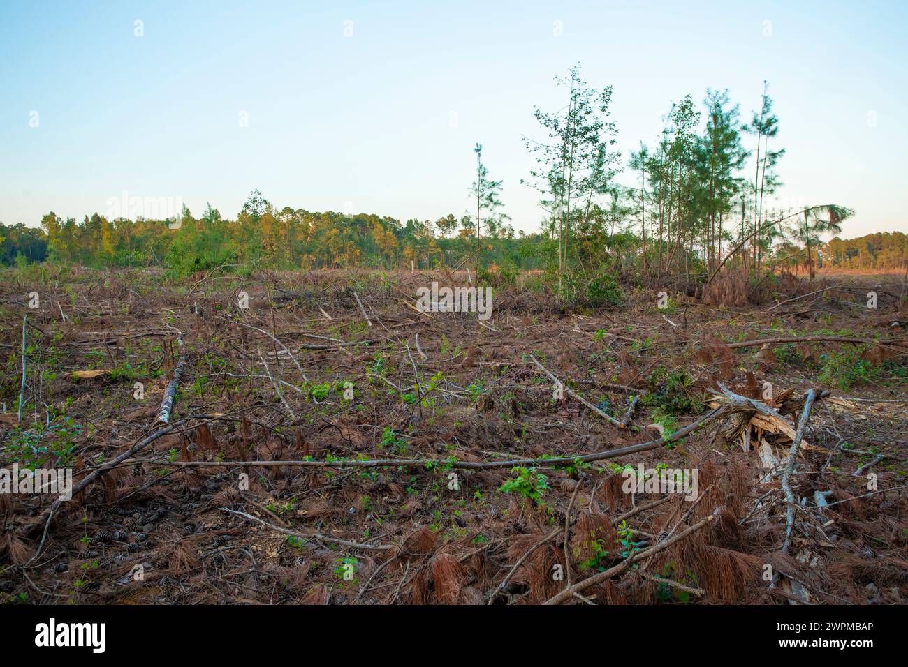Deforestation cleat cut hi-res stock photography and images - Alamy