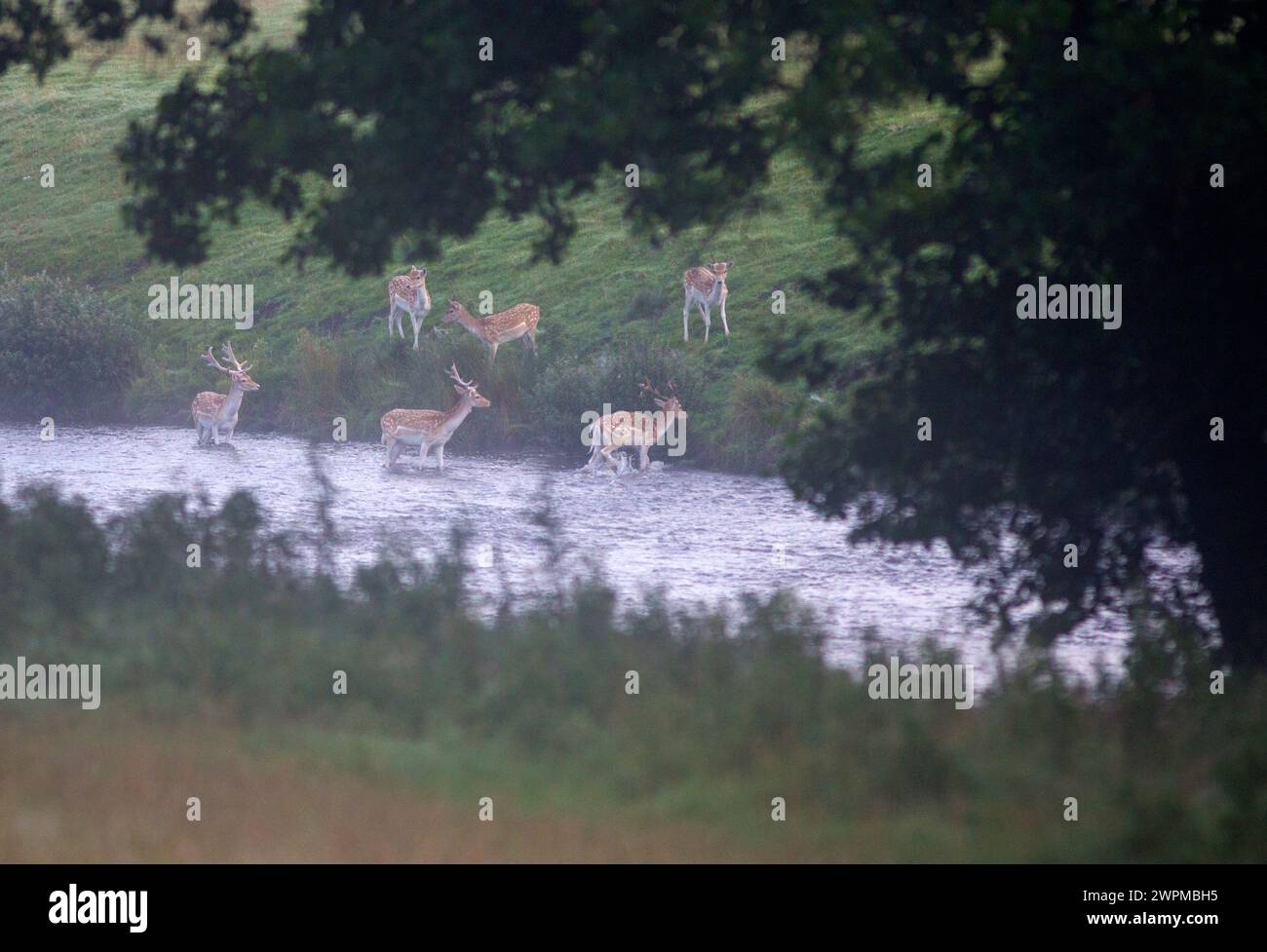 Chatsworth river derwent deer hi-res stock photography and images - Alamy