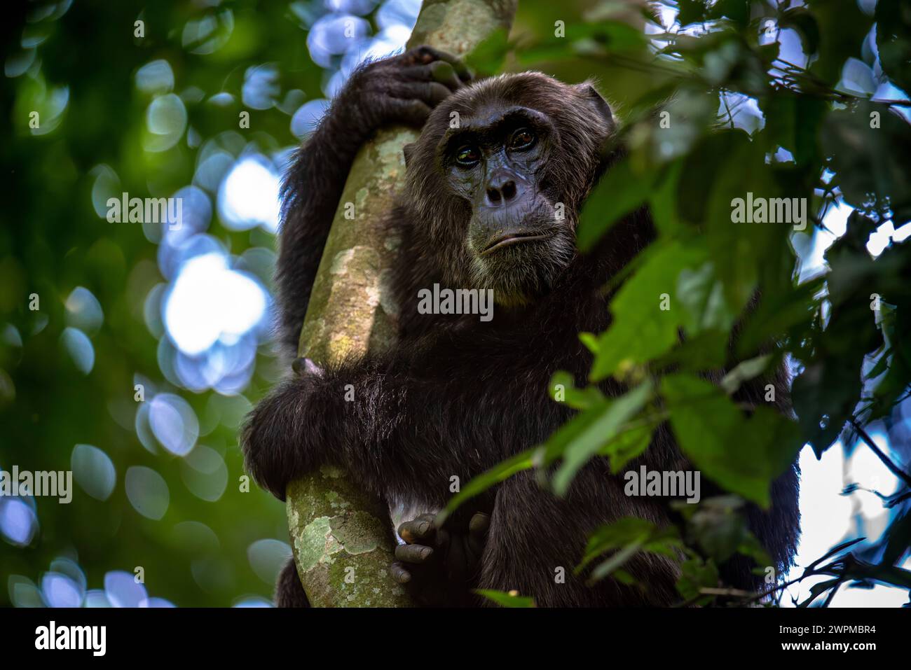 Chimpanzee grabing onto a tree branch, Budongo Forest, Uganda, East ...