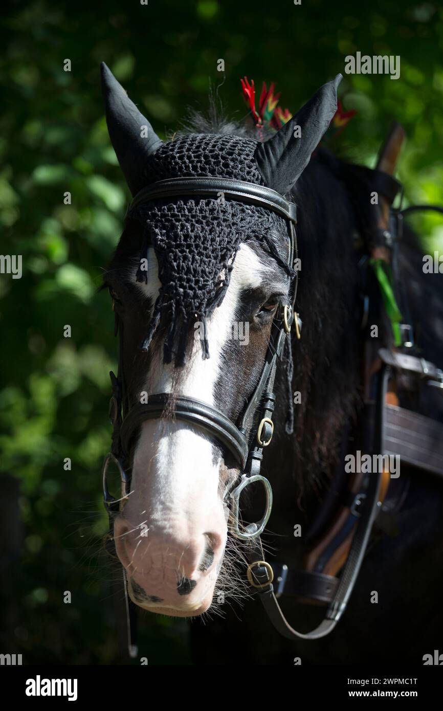 29/08/16 Corinne Rose leads her 14-year-old shire horse, Chelsea ...