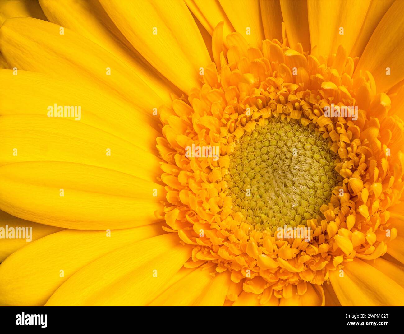 Off-centre close-up of the central petals of a yellow gerbera flower ...