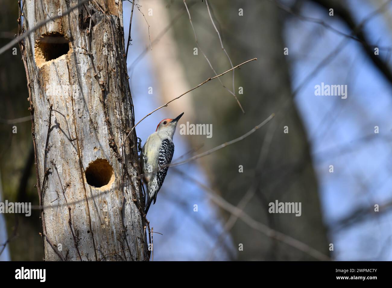 A Red-bellied Woodpecker (Melanerpes carolinus) near its nest hole in a ...