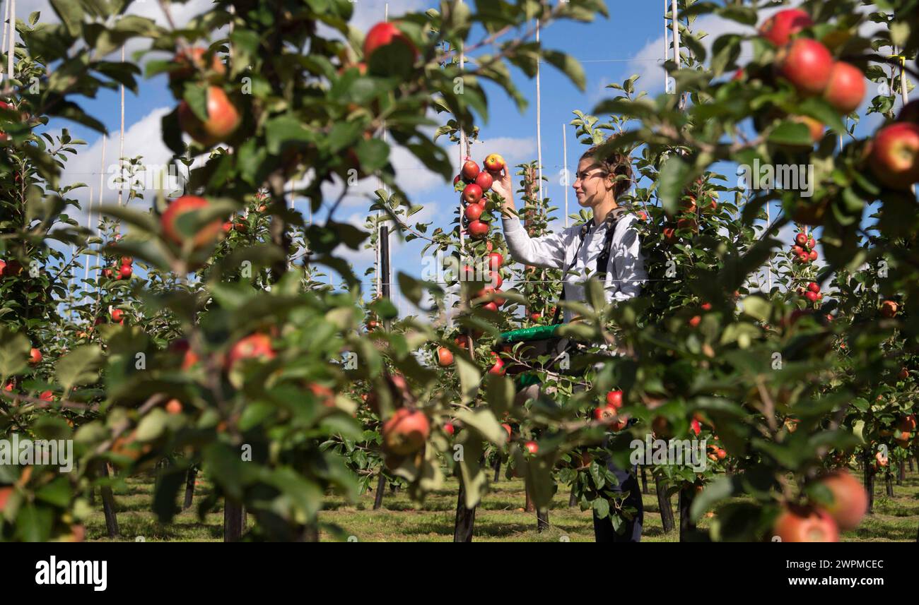 09/09/16 Stanislav Ruskova 30 picks and inspects the Red Windsor apples ...