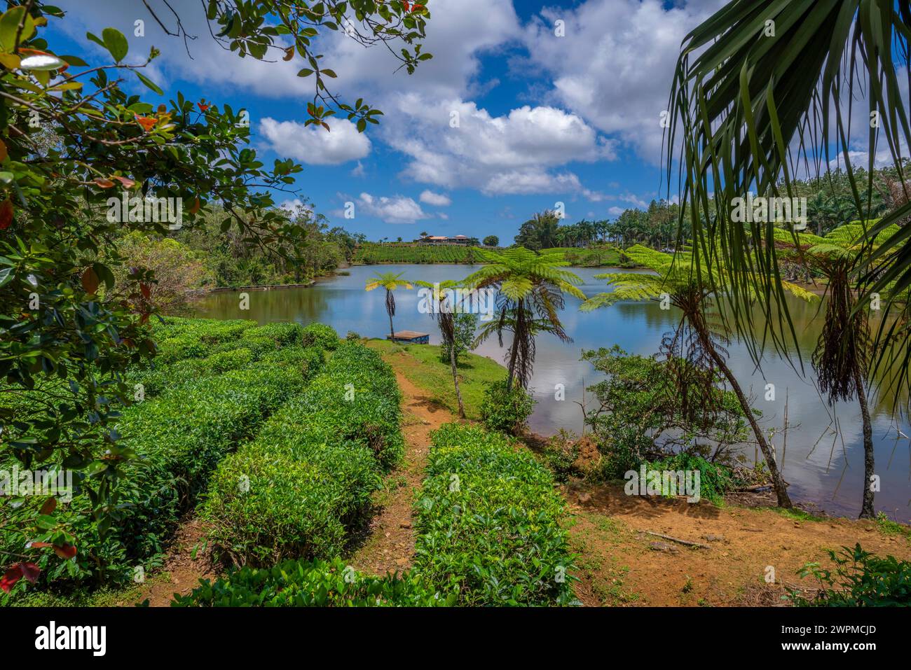 View of exterior of Bois Cheri Tea Estate, Savanne District, Mauritius ...