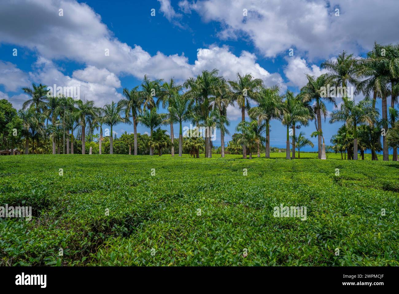 View of tea plants in field at Bois Cheri Tea Factory, Savanne District ...