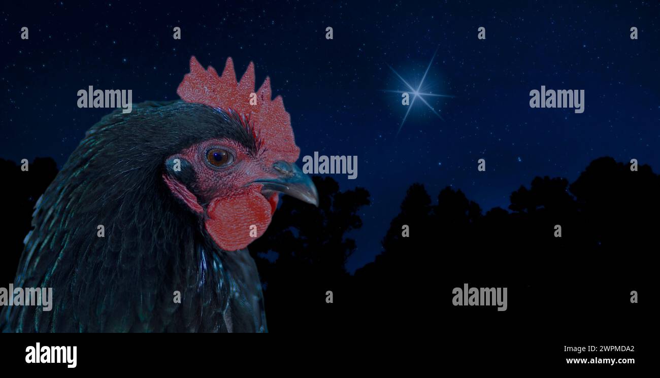 Black chicken rooster with a single brightest star in the night sky and ...