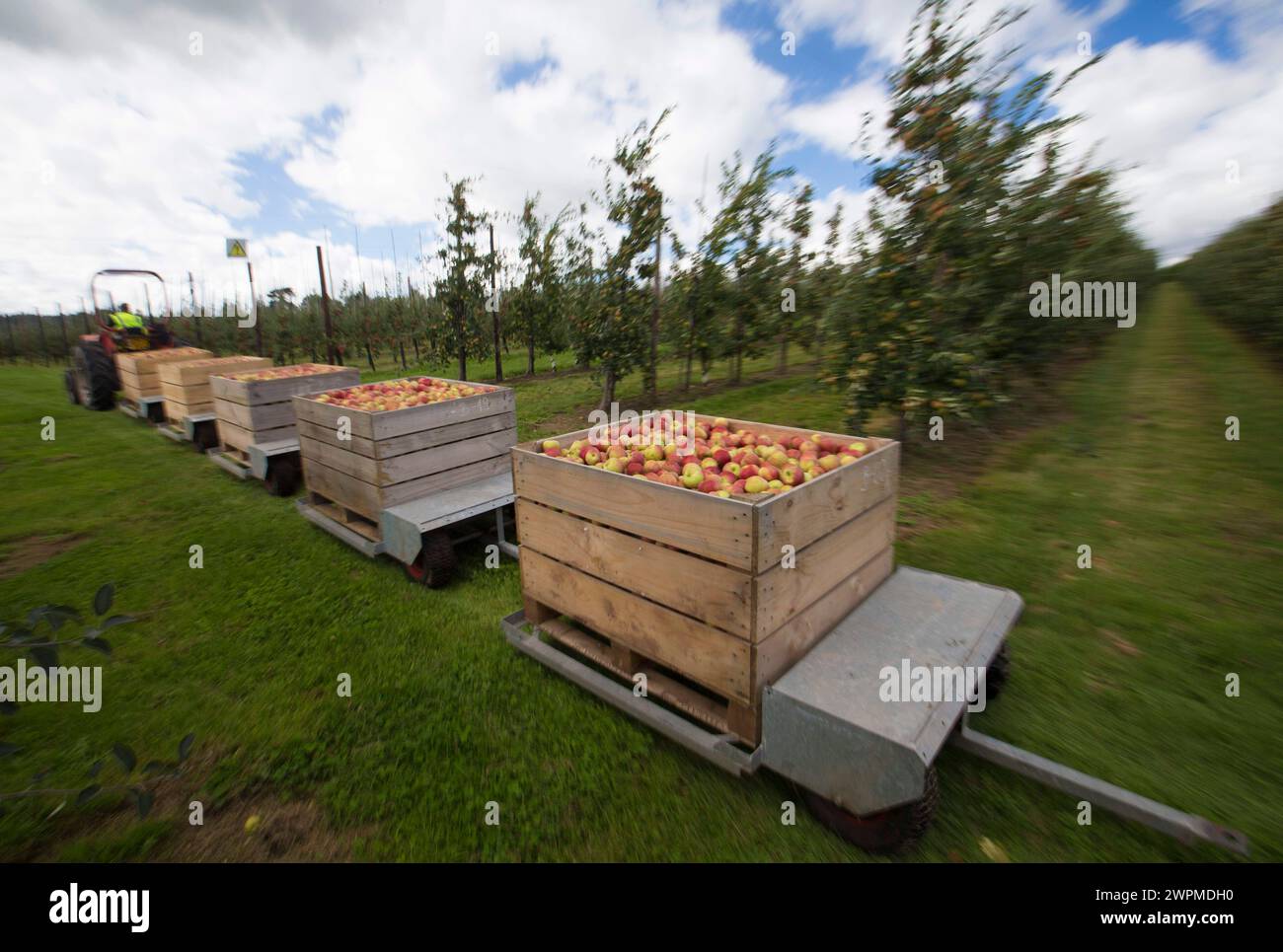 09/09/16 This year's Red Windsor apples are redder than ever thanks to ...